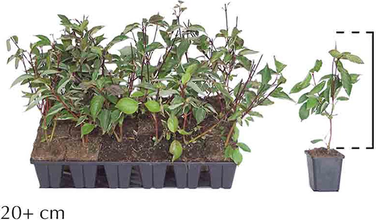 18 stuks | Witte kornoelje 'Kesselringii' P9 tray - Bloeiende plant ...