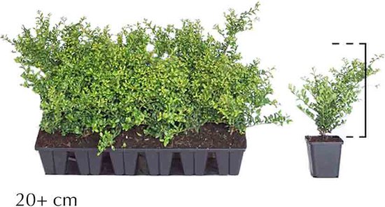 18 stuks | Japanse hulst 'Convexa' P9-tray - Formele haag - Geschikt ...