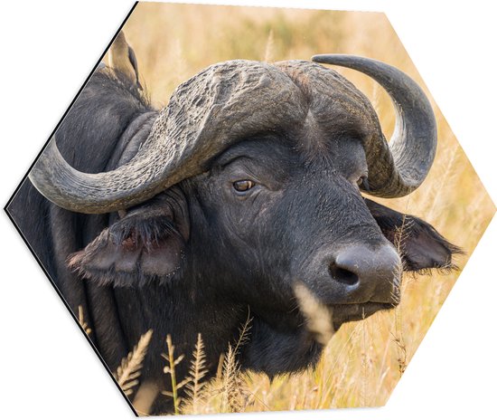 WallClassics - Dibond Hexagon - Buffel tussen het Hoge Gras - 60x52.2 ...