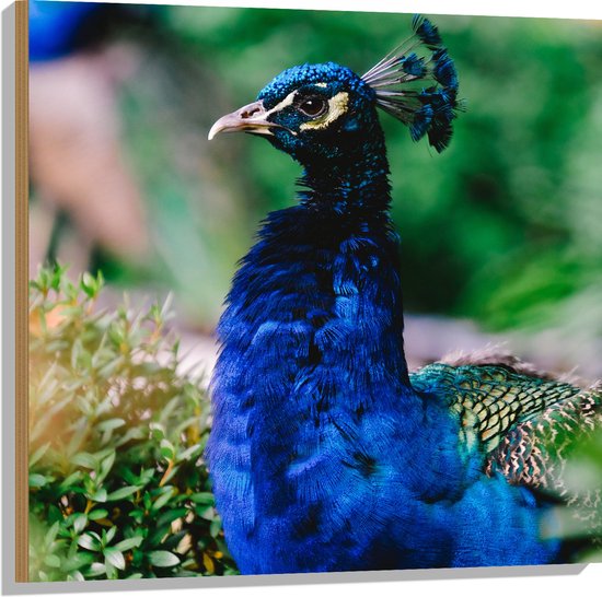 WallClassics - Hout - Mannetjes Pauw in de Tuin - 80x80 cm - 12 mm dik ...
