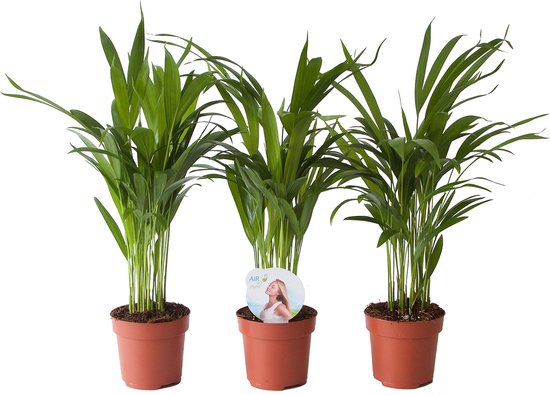 Goudpalm (Areca / Dypsis Palm) - Set van 3 - VDE-plant - Groene Plant ...