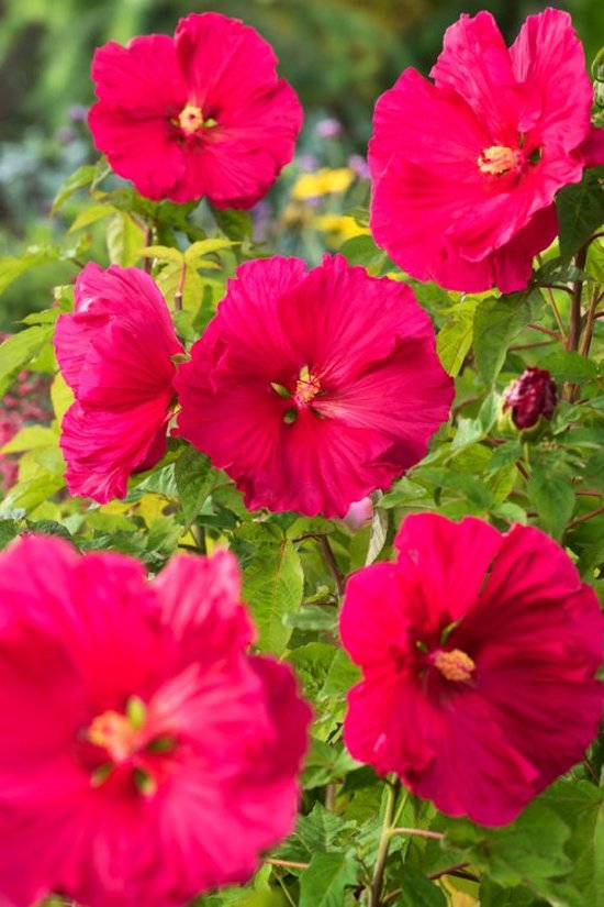 Hibiscus 'Jazzberry Jam' C5 cm | bol