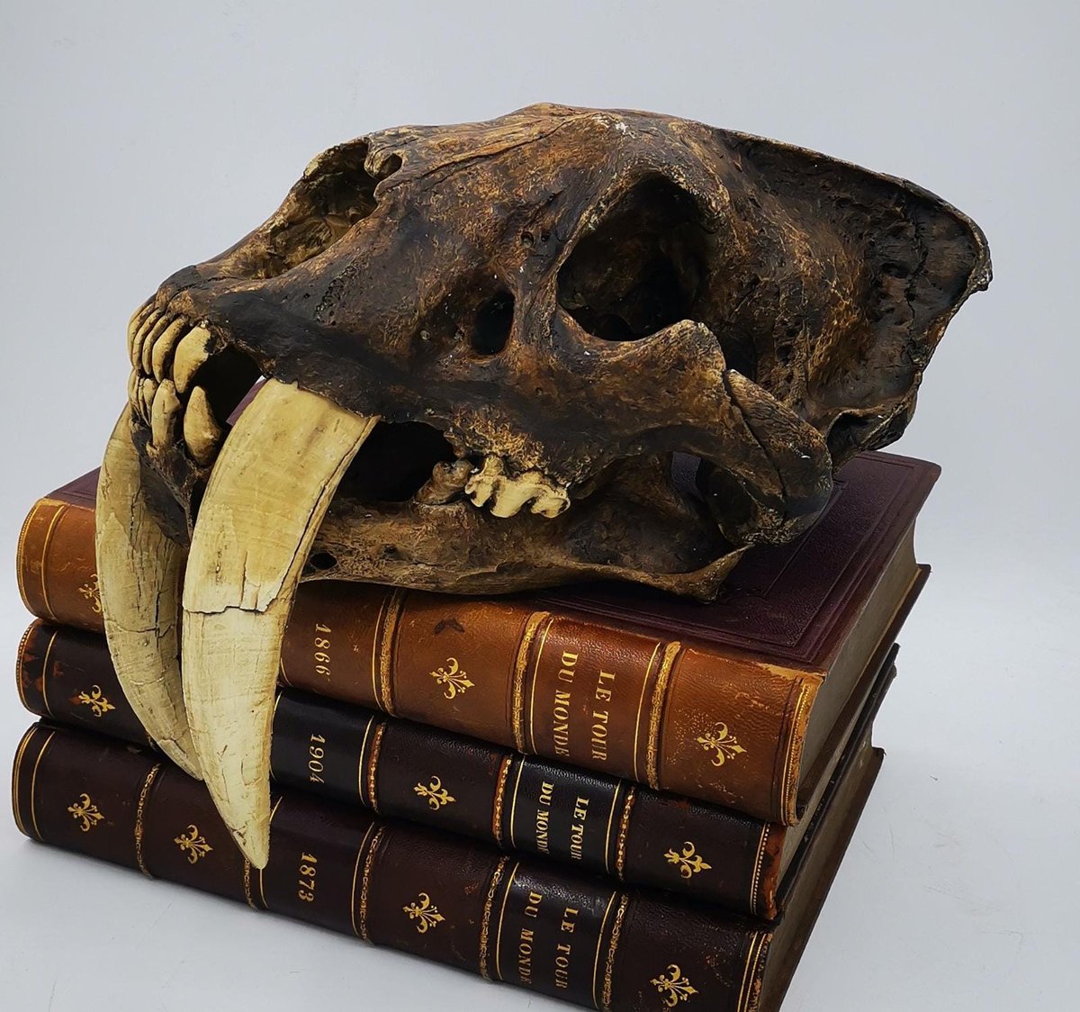 Préparation boutique réplique fonte crâne Smilodon préhistorique | bol.com