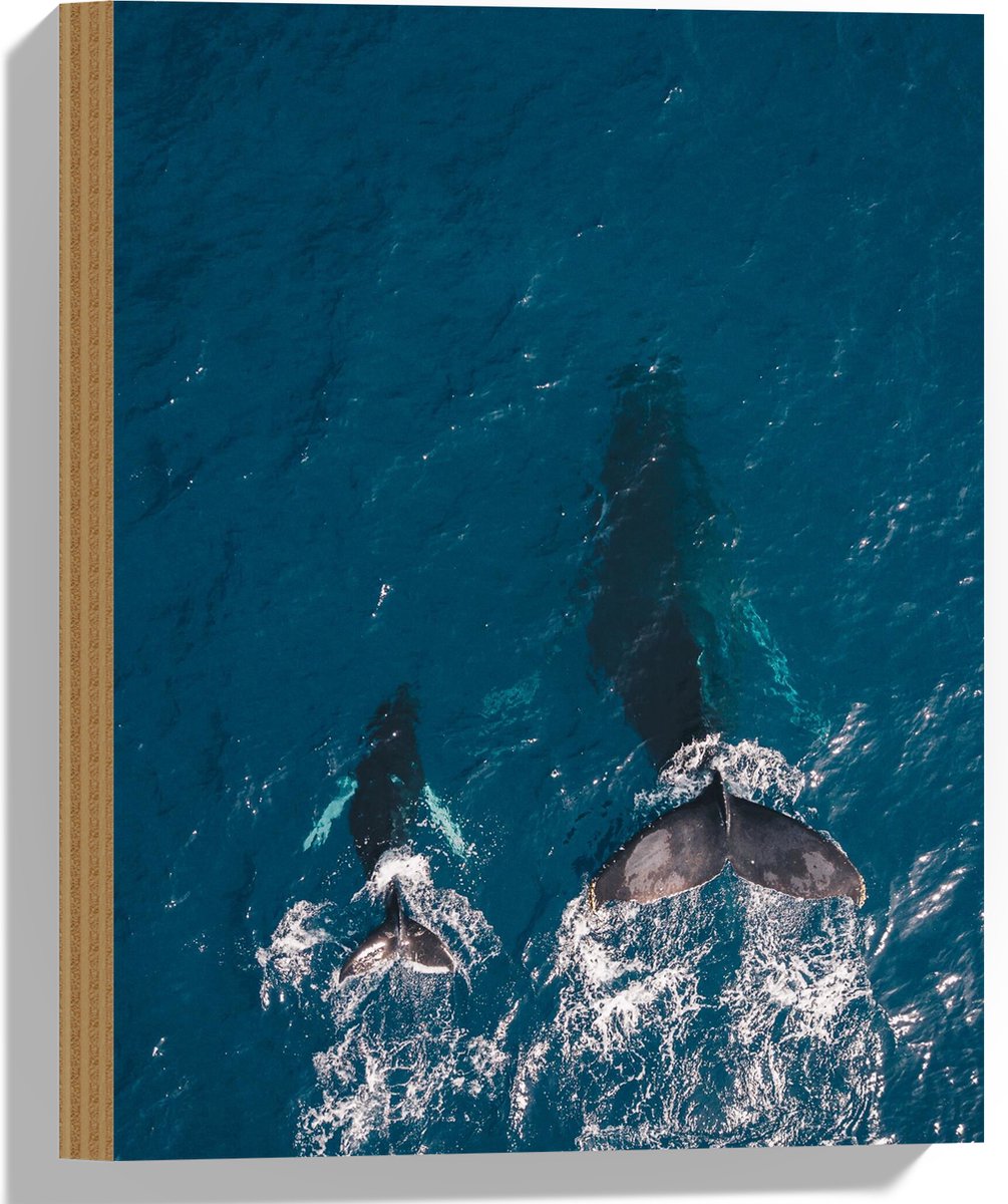 WallClassics - Hout - Bovenaanzicht van Baby Walvis met Moeder - 30x40 ...