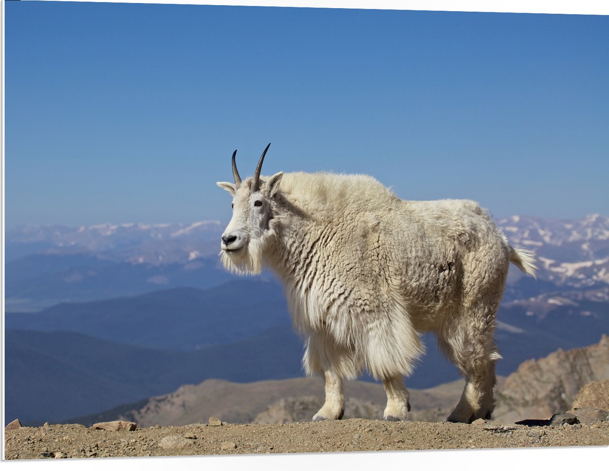 PVC Schuimplaat - Witte Berggeit in de Bergen - 100x75 cm Foto op PVC ...