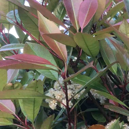 10 stuks | Glansmispel 'Red Robin' Pot 60-80 cm Extra kwaliteit ...