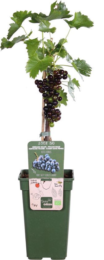 Hello Plants Vitis Vinifera Venus Veredelt Pitloze Blauwe Druiven ...