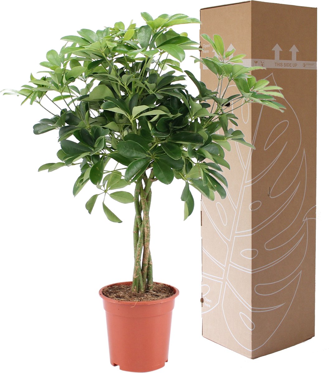 Schefflera Arboricola Nora | bol.com