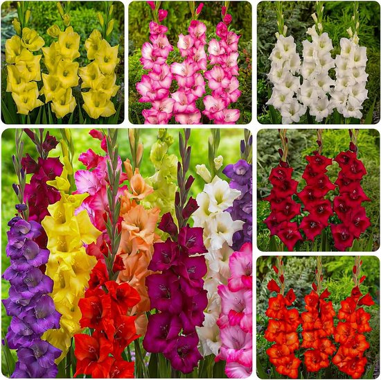 Dutch Bulbs Gladiolen - Mix van 7 soorten - Bloembollen - 50 stuks ...