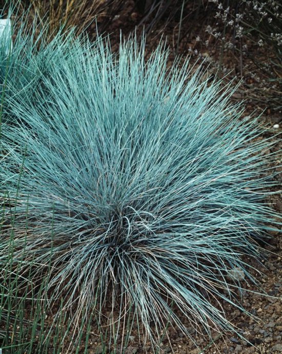 Festuca glauca 'Blaufuchs' - 0.7 liter pot - Set van 3 | bol