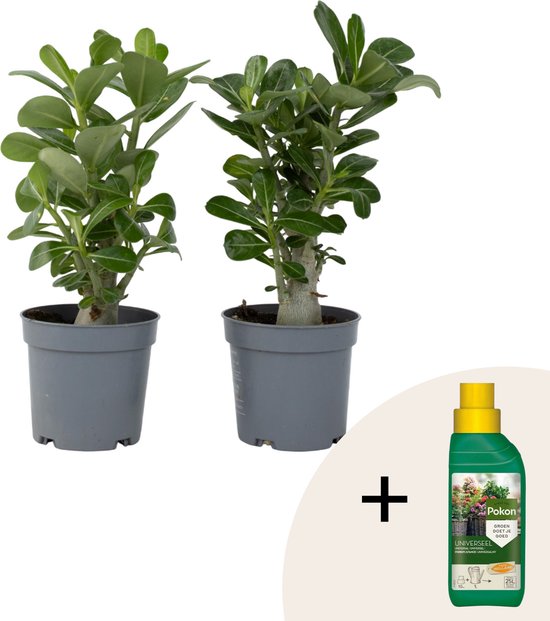 Plant in a Box - Adenium Obesum - Pokon - Set van 2 - Bloeiende ...