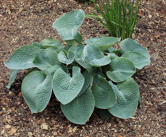 Hosta - Buitenplant - Funky Mix - Tuinplant - 5 stuks - Meerkleurig ...