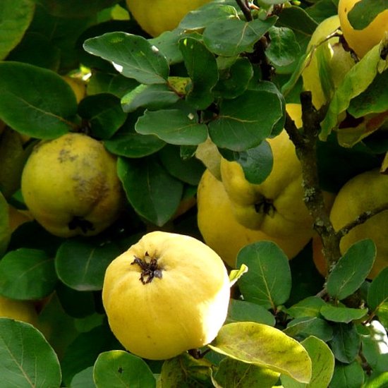 Cydonia oblonga 'Champion', Kweepeerboom , 5 liter pot | bol