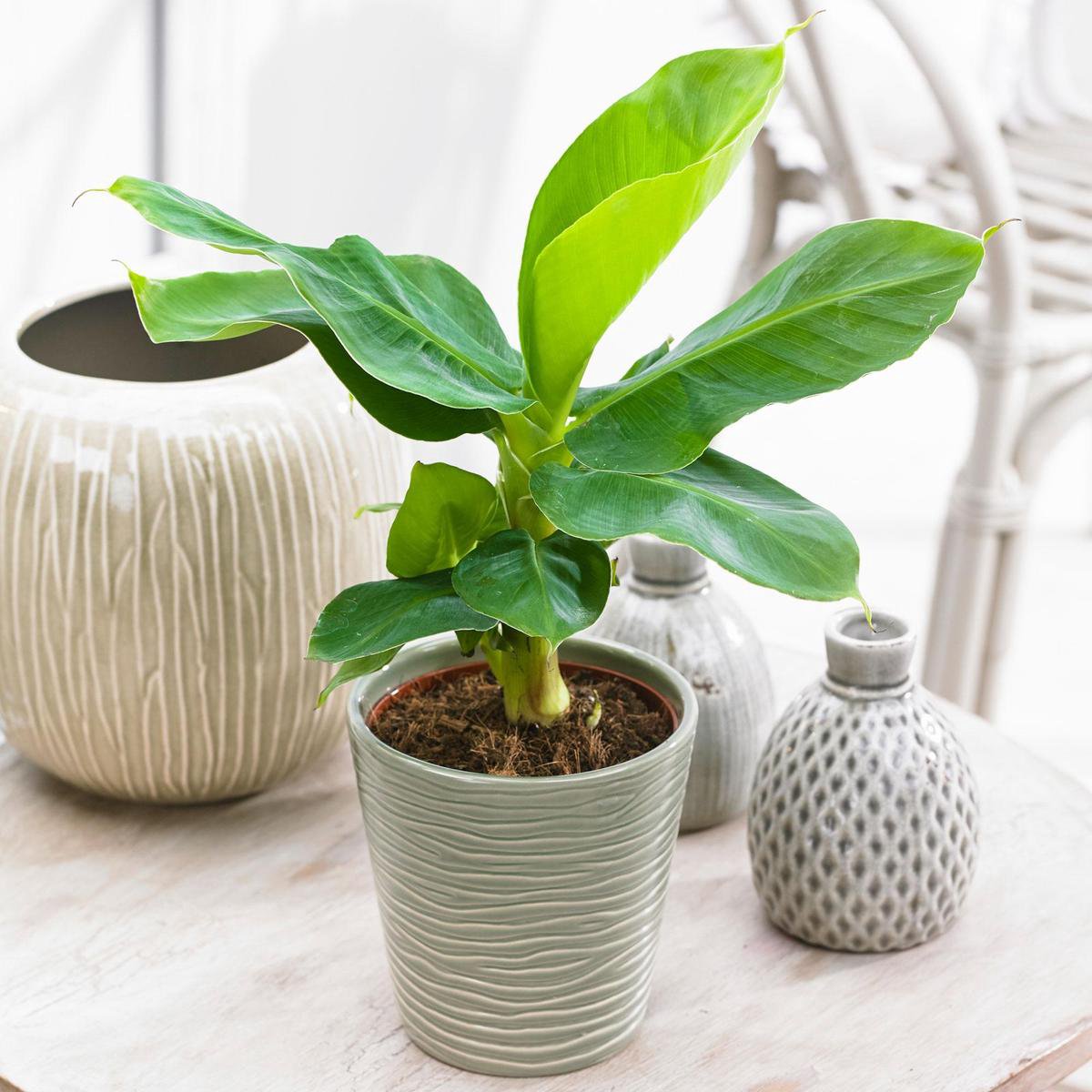 Musa Oriental Dwarf - Bananenplant - ↑ 30-45cm - Ø 12cm | bol.com