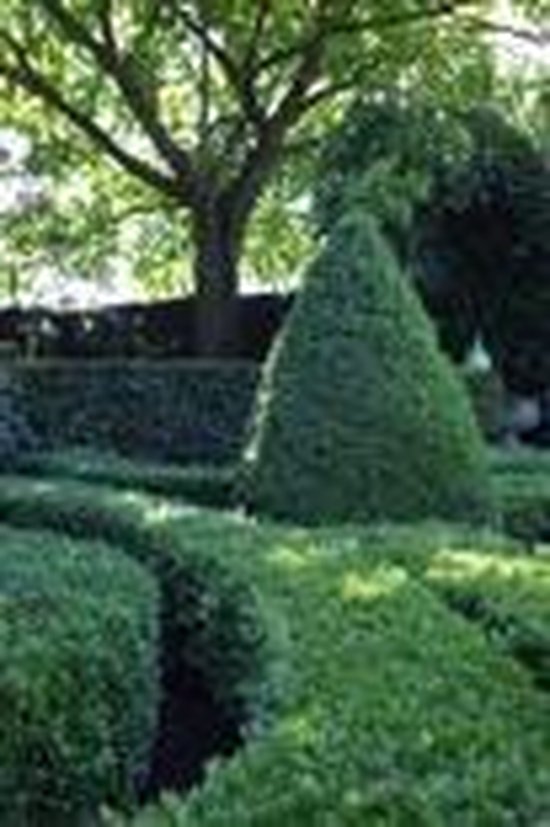 ECOSTYLE BUXUS-AZ 800 GRAM | bol
