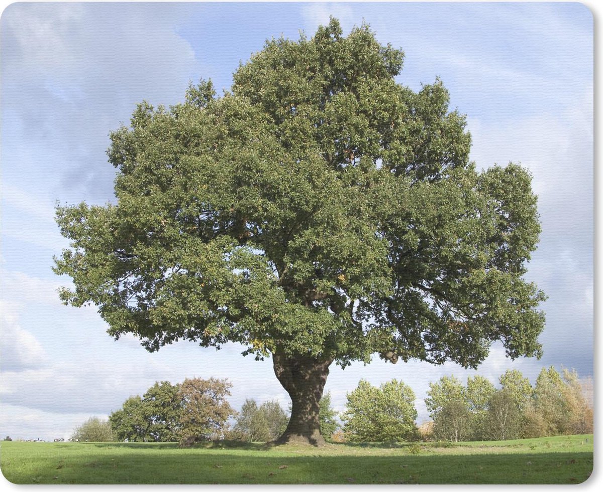 bol.com | Muismat Eikenboom - Grote eikenboom op een groen weiland ...