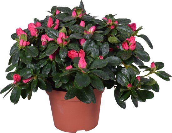 Azalea Nordlicht Vogel 28Cm | bol.com