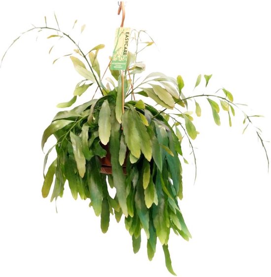 Cactus – Pseudorhipsalis Ramulosa Red Coral (Pseudorhipsalis Ramulosa ...