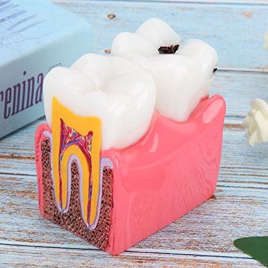 Anatomie Model - Anatomisch Model - Anatomisch Skelet | bol