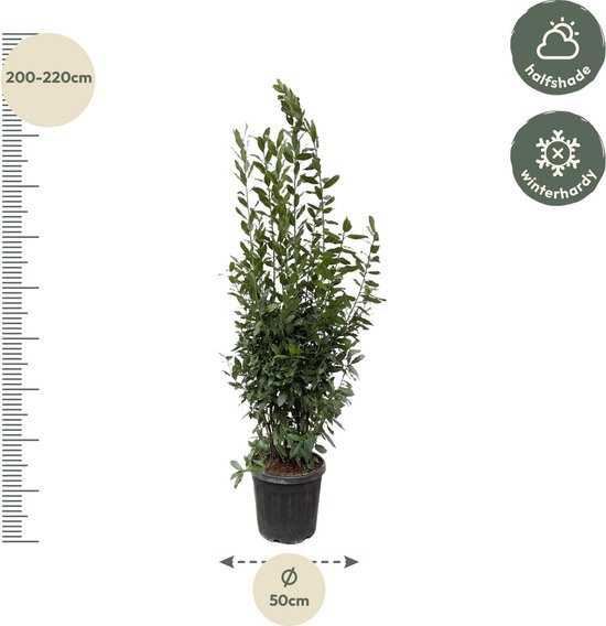 Laurus Nobilis struik ( laurierboom) met eetbare bladeren, 210 cm ...