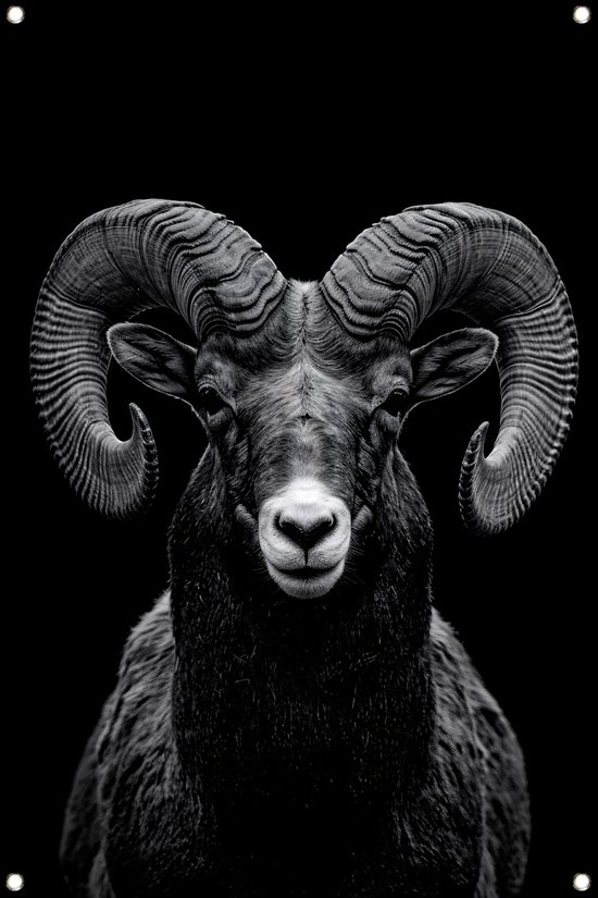 Ram poster - Dier tuinposter - Tuinposter Oren - Buiten ...