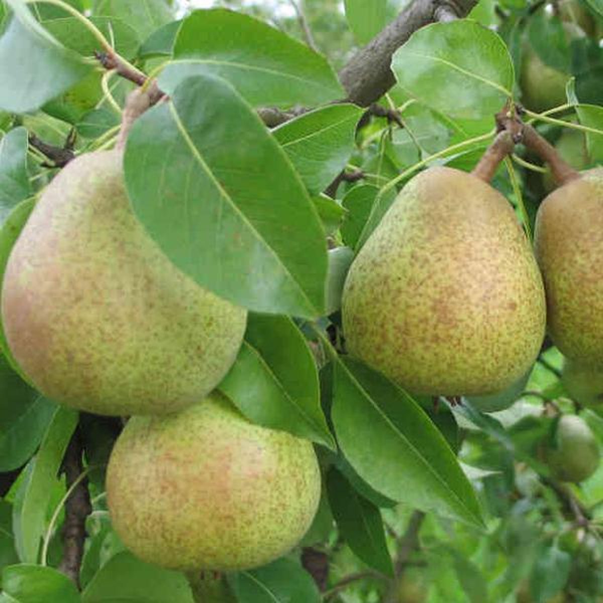 PYRUS COMMUNIS 'DUBBELE PHILIP' - Peer Boom halfstam blote wortel | bol.com