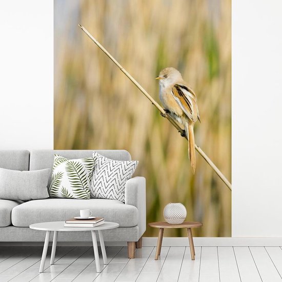 Behang - Fotobehang Foto van een baardman zittend in het riet - Breedte ...