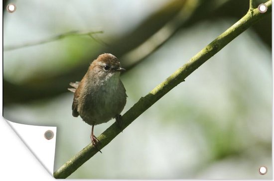 Un chanteur de cetti assis haut dans un arbre Affiche de jardin 90x60 ...