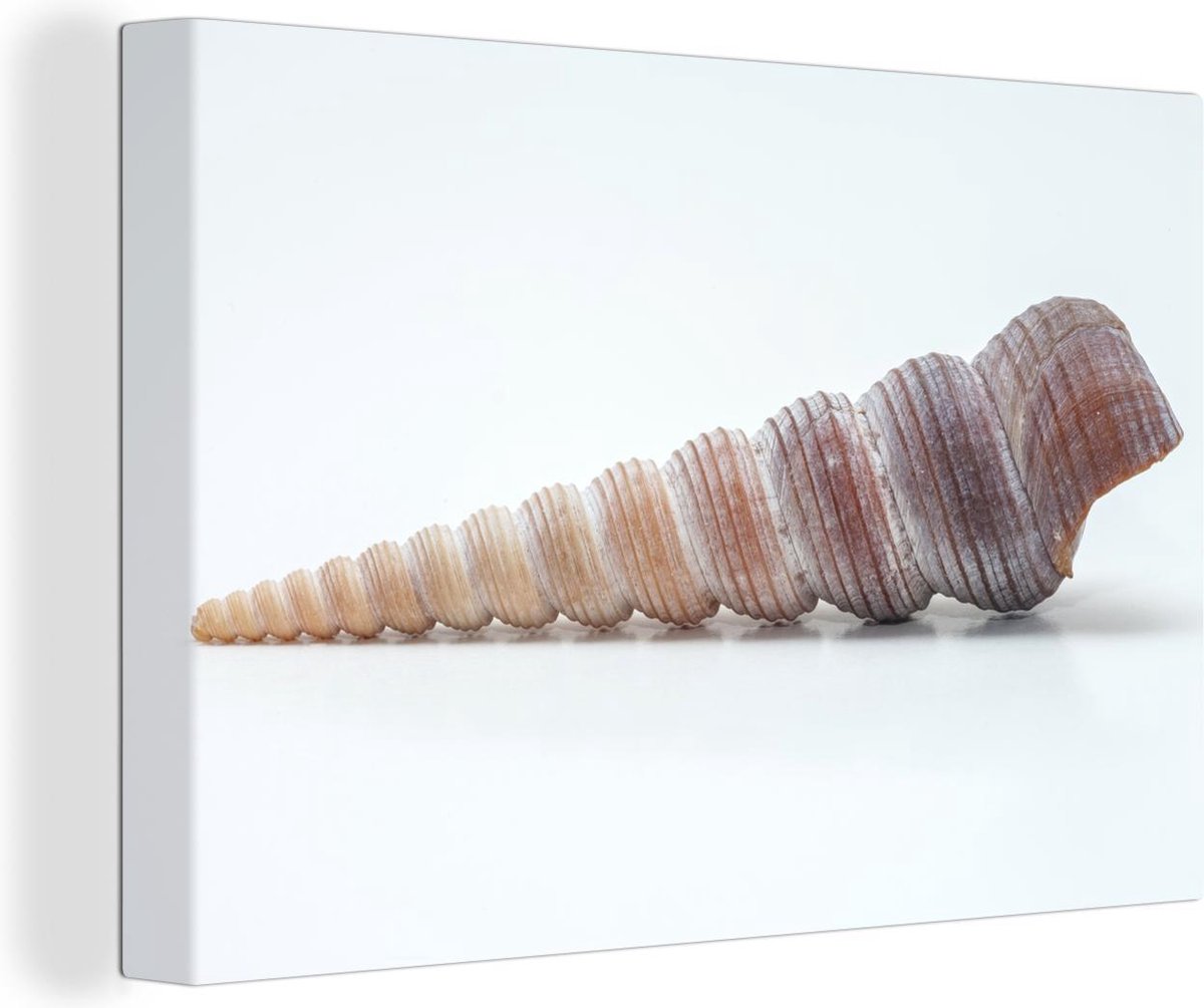 Canvas Schilderij Schelp - Lang - Punt - 150x100 cm - Wanddecoratie ...