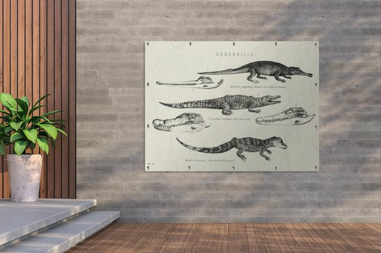 Muurdecoratie buiten Een illustratie van een gaviaal op een biologische ...