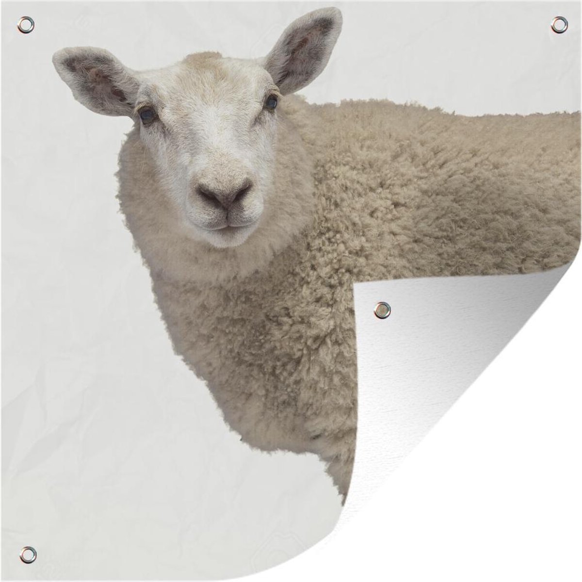 Tuinposters Schaap - Vacht - Dier - 50x50 cm | bol.com