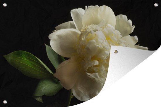 Tuinposter 120x80 cm - Tuindecoratie Bloeiende witte pioenroos - Poster ...