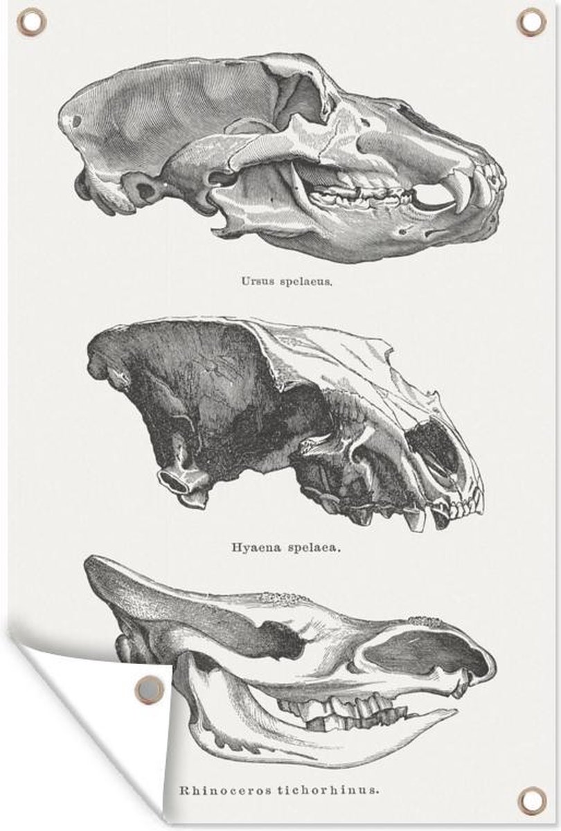 Tuinposters buiten tekening van de schedel van een wolharige Neushoorn ...