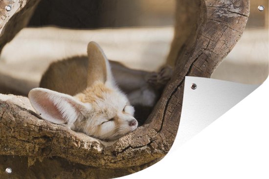 Tuindecoratie Woestijnvos slaapt in holle boomstam - 60x40 cm ...