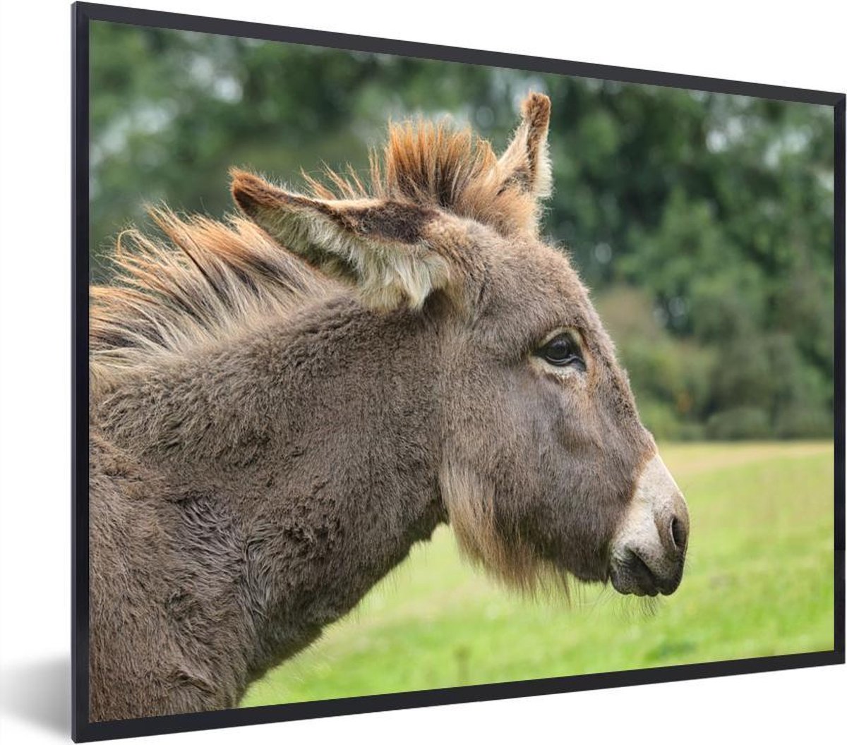 Fotolijst incl. Poster - Close-up oude dwergezel - 80x60 cm ...