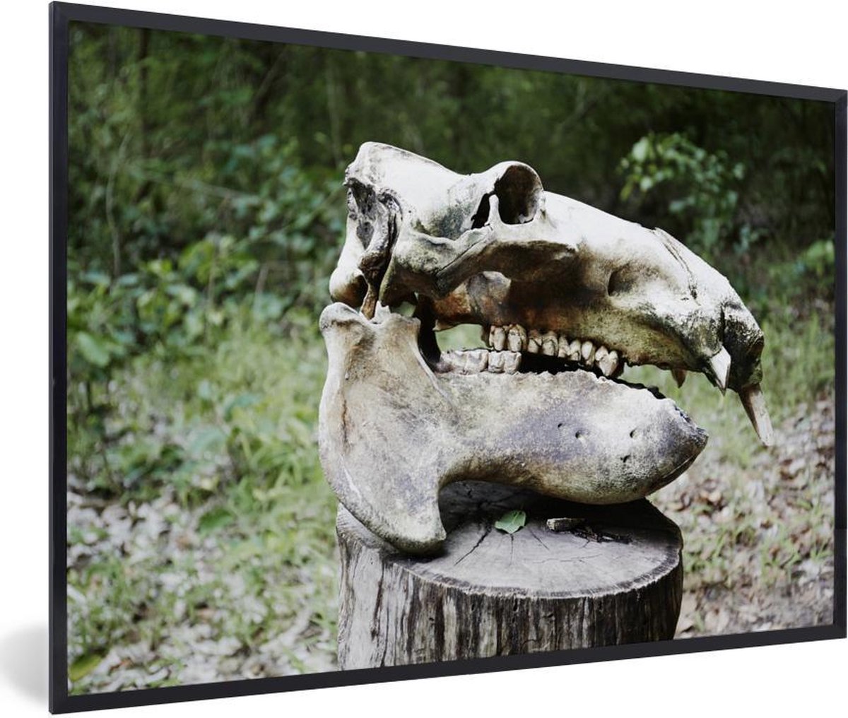 Fotolijst incl. Poster - Schedel - Dier - Bomen - 60x40 cm ...