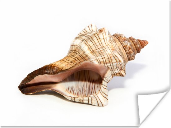 Schelp op een witte achtergrond poster 40x30 cm - klein - Foto print op ...