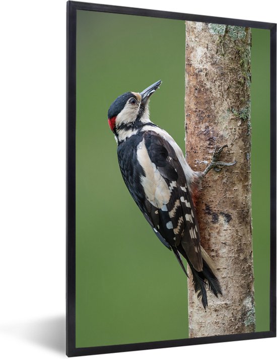 Fotolijst incl. Poster - Een grote bonte specht beklimt een boom ...