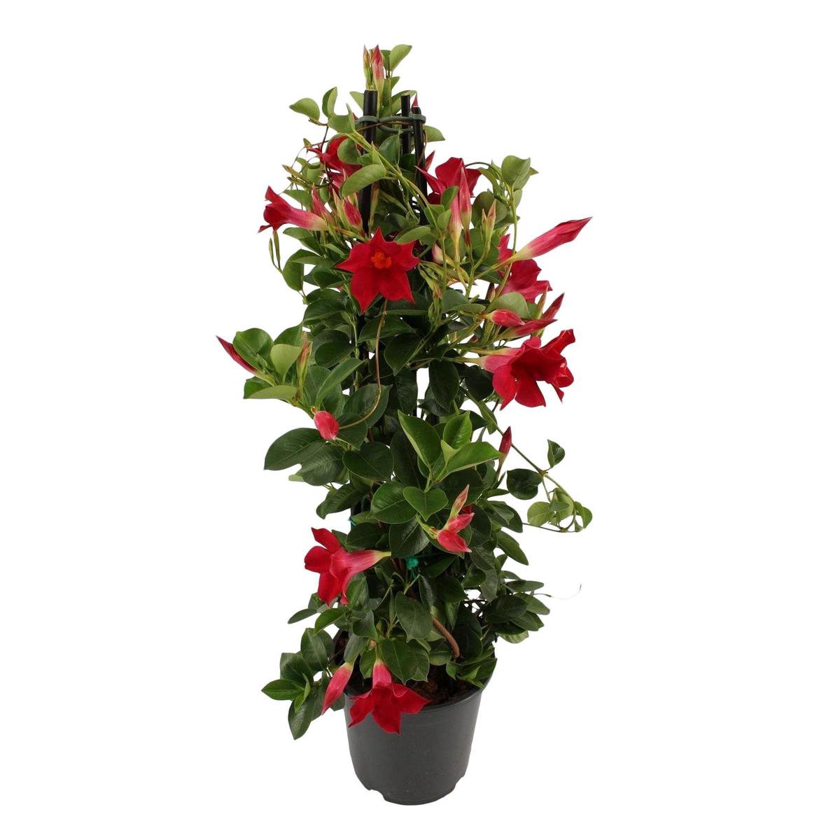 Sundaville Dipladenia Mandevilla - Piramidevorm rood - ↑ 65-75cm - Ø ...