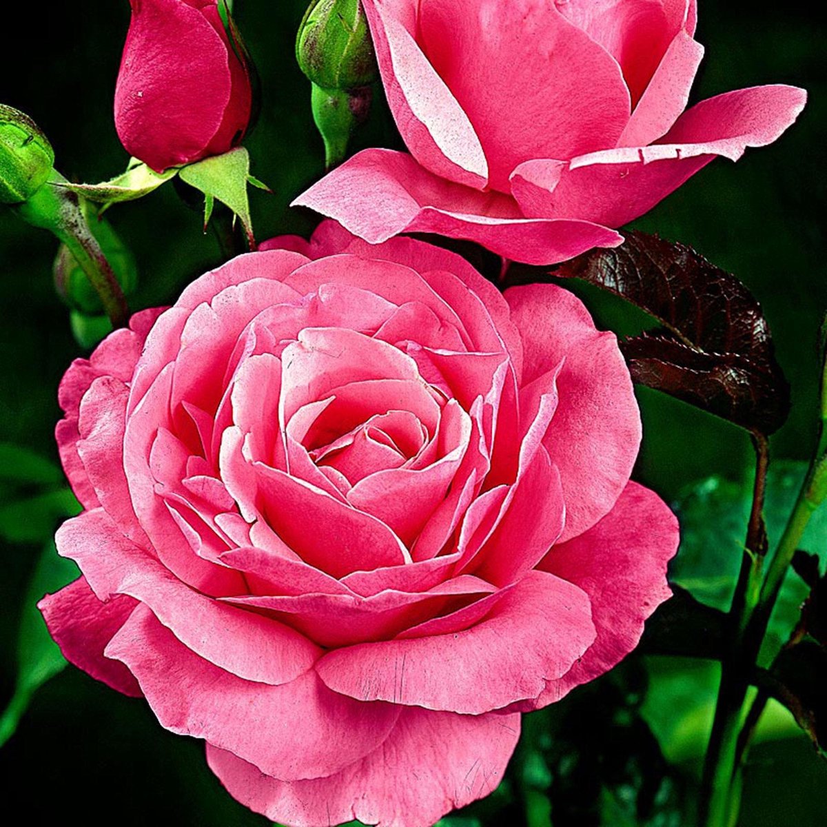 Rosa Floribunda 'Queen Elizabeth' - Grootbloemige trosroos roze - ↑ 20 ...