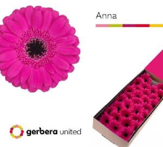 60x Germini anna 40cm | bol