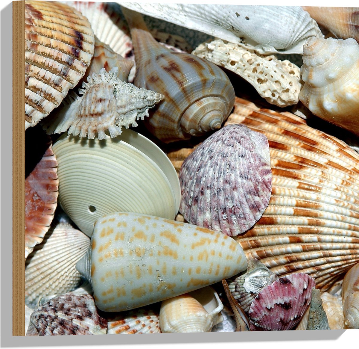 Hout - Zee - Strand - Schelpen - Kleuren - 50x50 cm - 9 mm dik - Foto ...