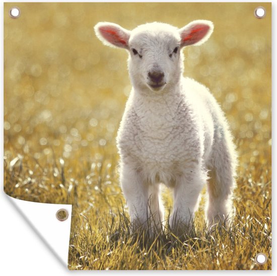 Tuin poster Schaap - Gras - Zon - 200x200 cm | bol.com