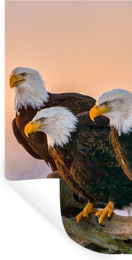 Muurstickers - Sticker Folie - Vogels - Natuur - Roofvogels - Arend ...