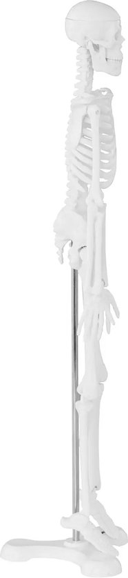 physa - Anatomisch model mini skelet 45 cm - verhouding 1:4 | bol