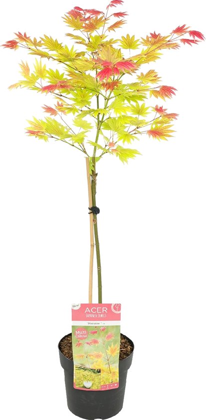 Bloomique - Acer Shirasawanum Moonrise - Japanse Esdoorn op Stam ...