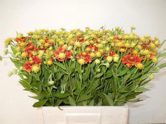 DutchFlowers - Boeket - 10x Helenium autumn fire 60cm | bol