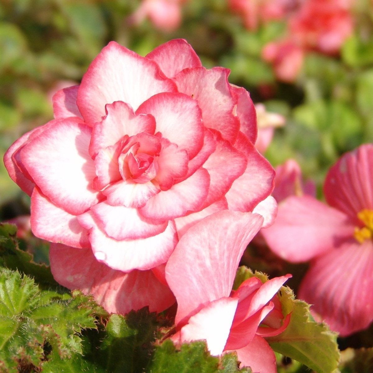 Begonia Bouton de Rose | 3 stuks | Knol | Geschikt voor in Pot | Roze ...