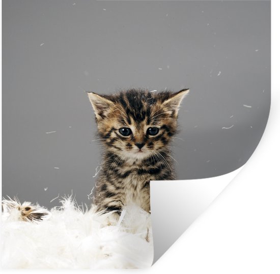 Muurstickers - Sticker Folie - Kat - Kitten - Veren - 30x30 cm ...