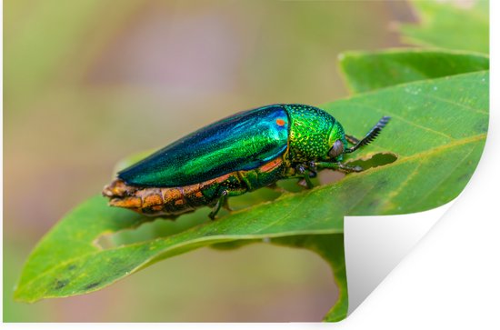 Muurstickers - Sticker Folie - Kever - Blad - Groen - 120x80 cm ...